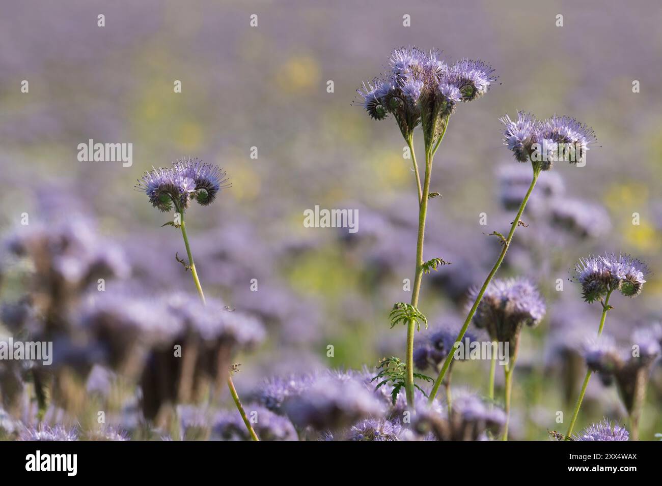 Lacy Phacelia, or Fiddleneck, (Phacelia Tanacetifolia) Flowers in a ...