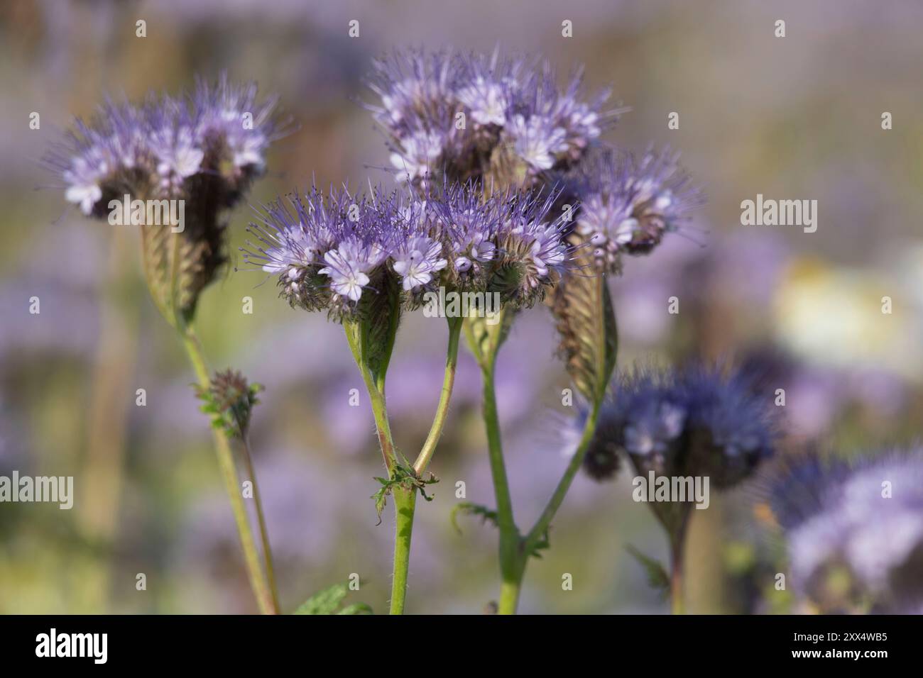 Lavender-Blue Flowers of Phacelia (Phacelia Tanacetifolia) Growing on a ...