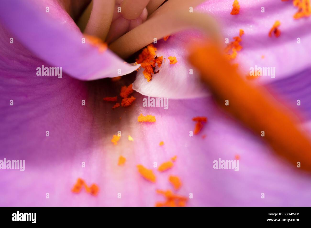 Close Up of Colourful Lily Flower of Lillies with Pollen and Petal ...