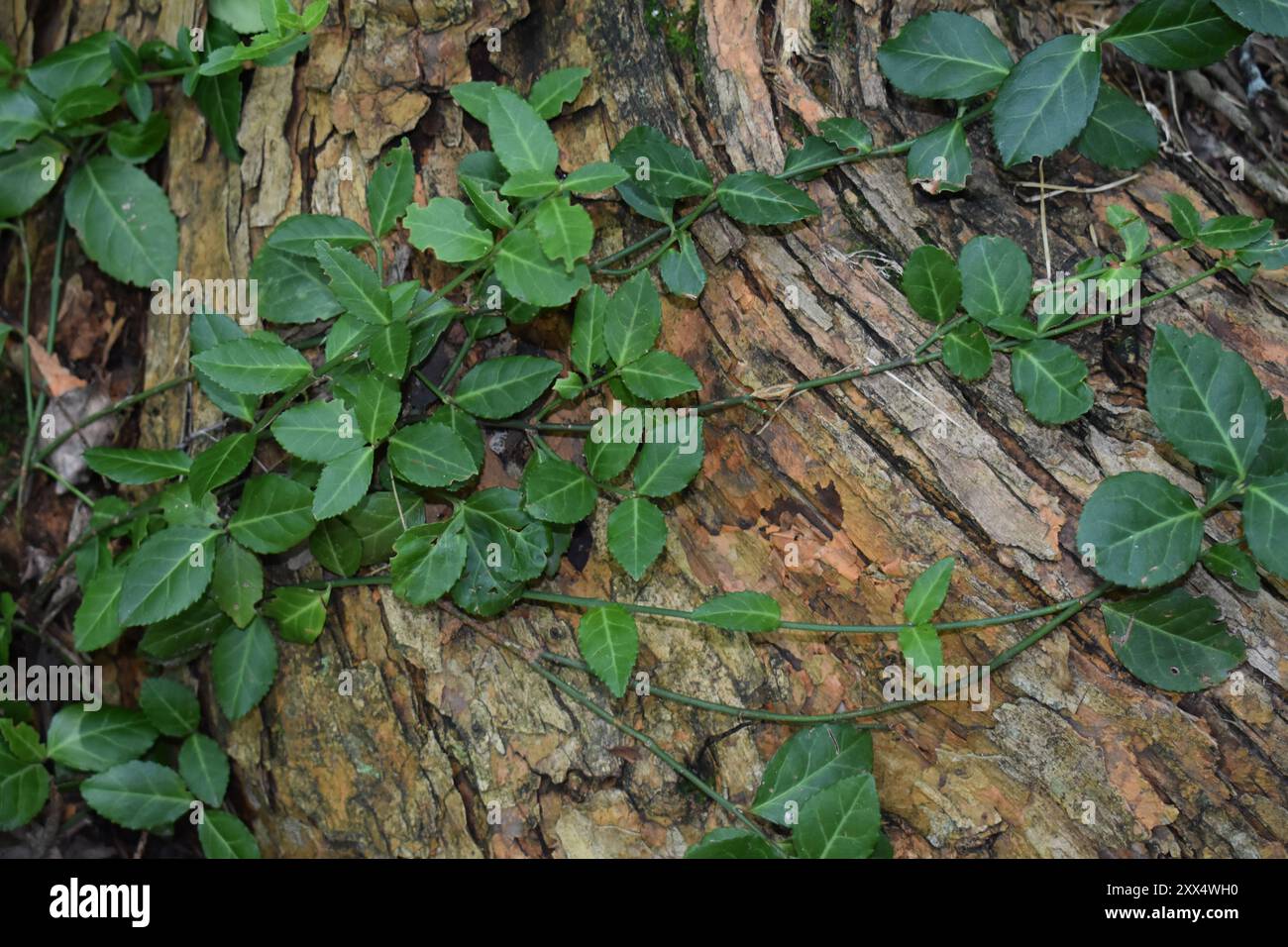 Tree creeper tree climber hi-res stock photography and images - Alamy