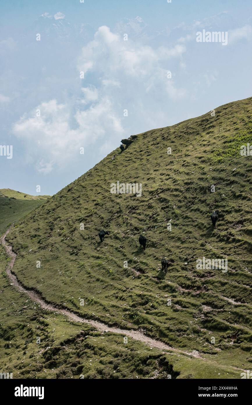 Rolling Hills and Steppes in Sailung at 3200 m is a grazing ground for ...