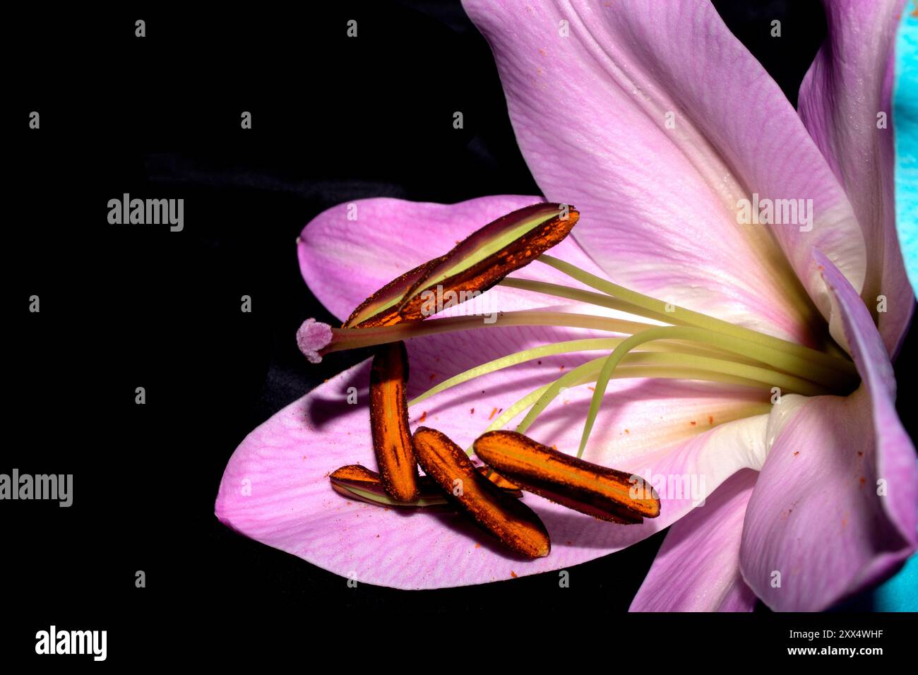 Close Up of Colourful Lily Flower of Lillies with Pollen and Petal ...