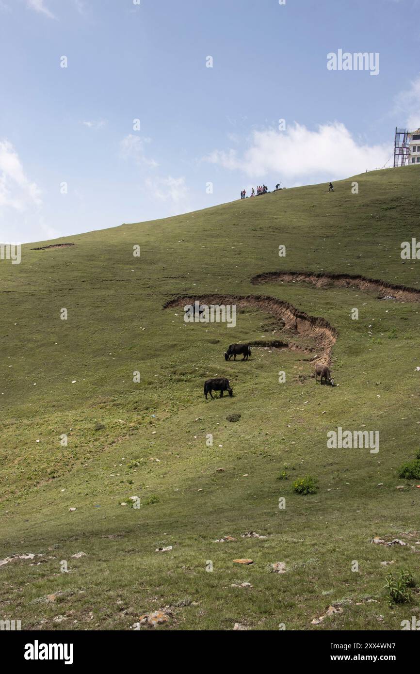 Rolling Hills and Steppes in Sailung at 3200 m is a grazing ground for ...