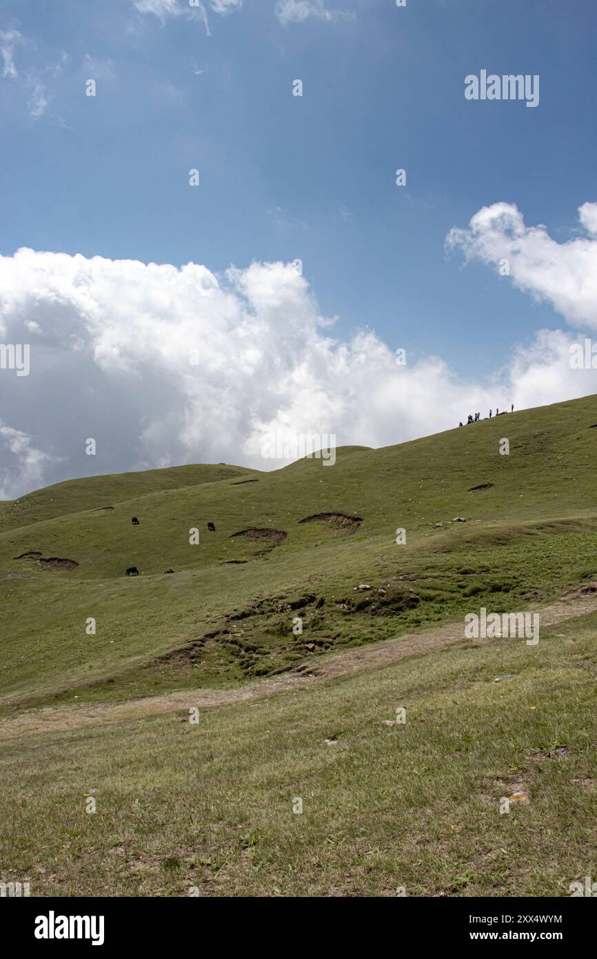 Yak graging ground hi-res stock photography and images - Alamy