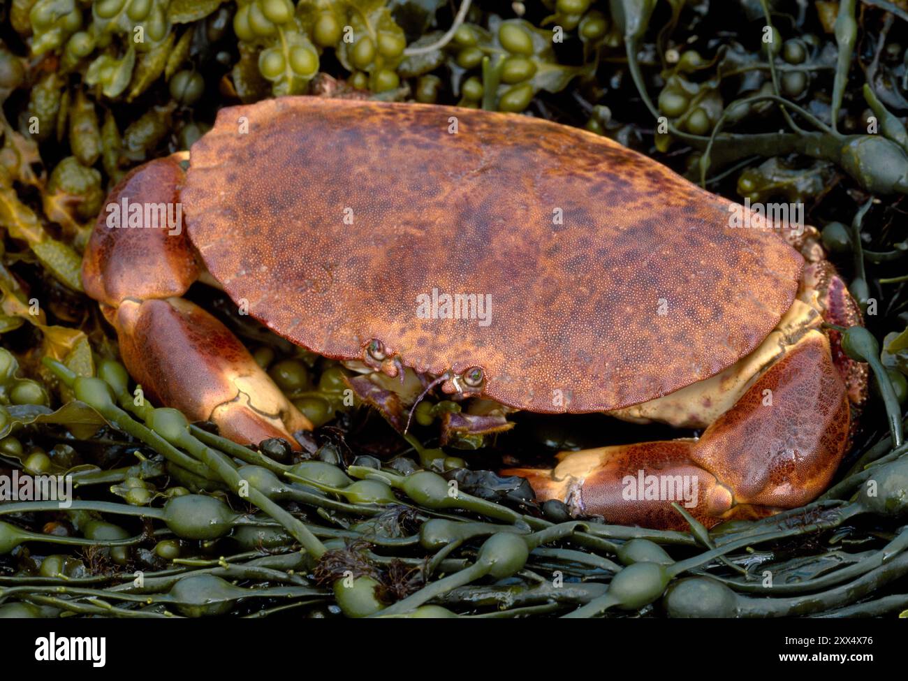 Edible Crab (Cancer pagurus) live specimen caught by fisherman and ...