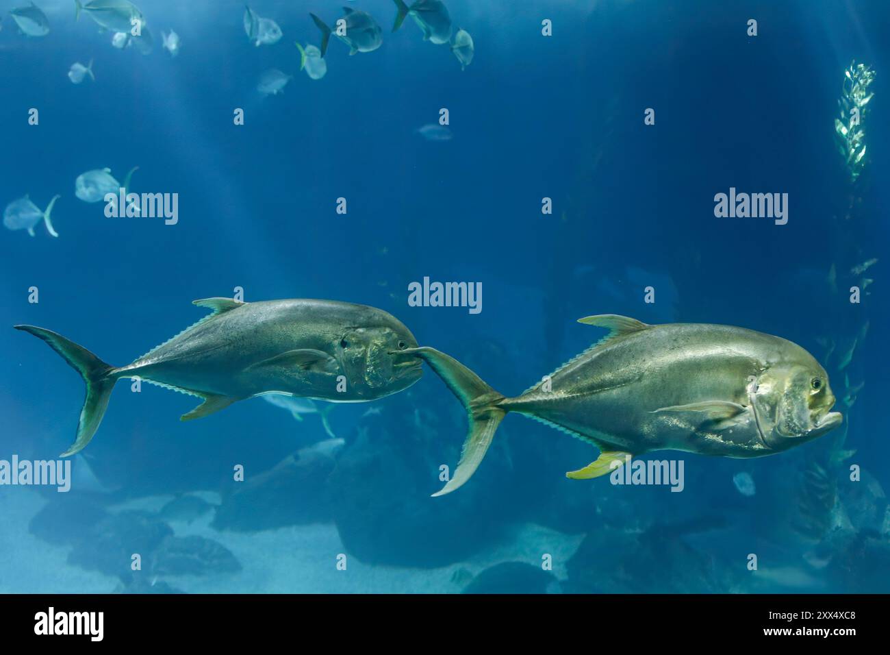 Underwater shoal tropical wild fishes hi-res stock photography and ...