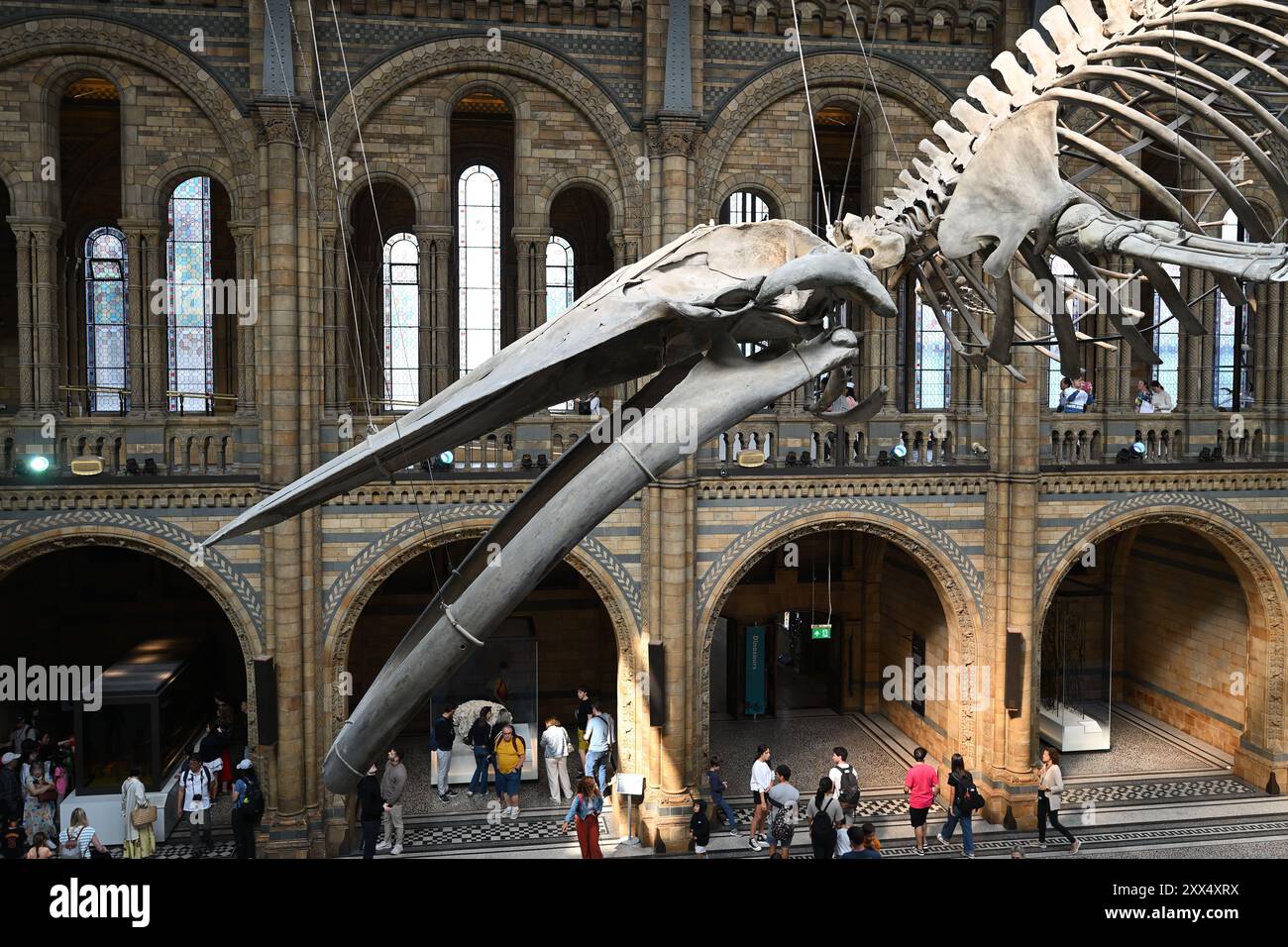 Hope - the skeleton of a juvenile female Blue Whale suspended in the ...