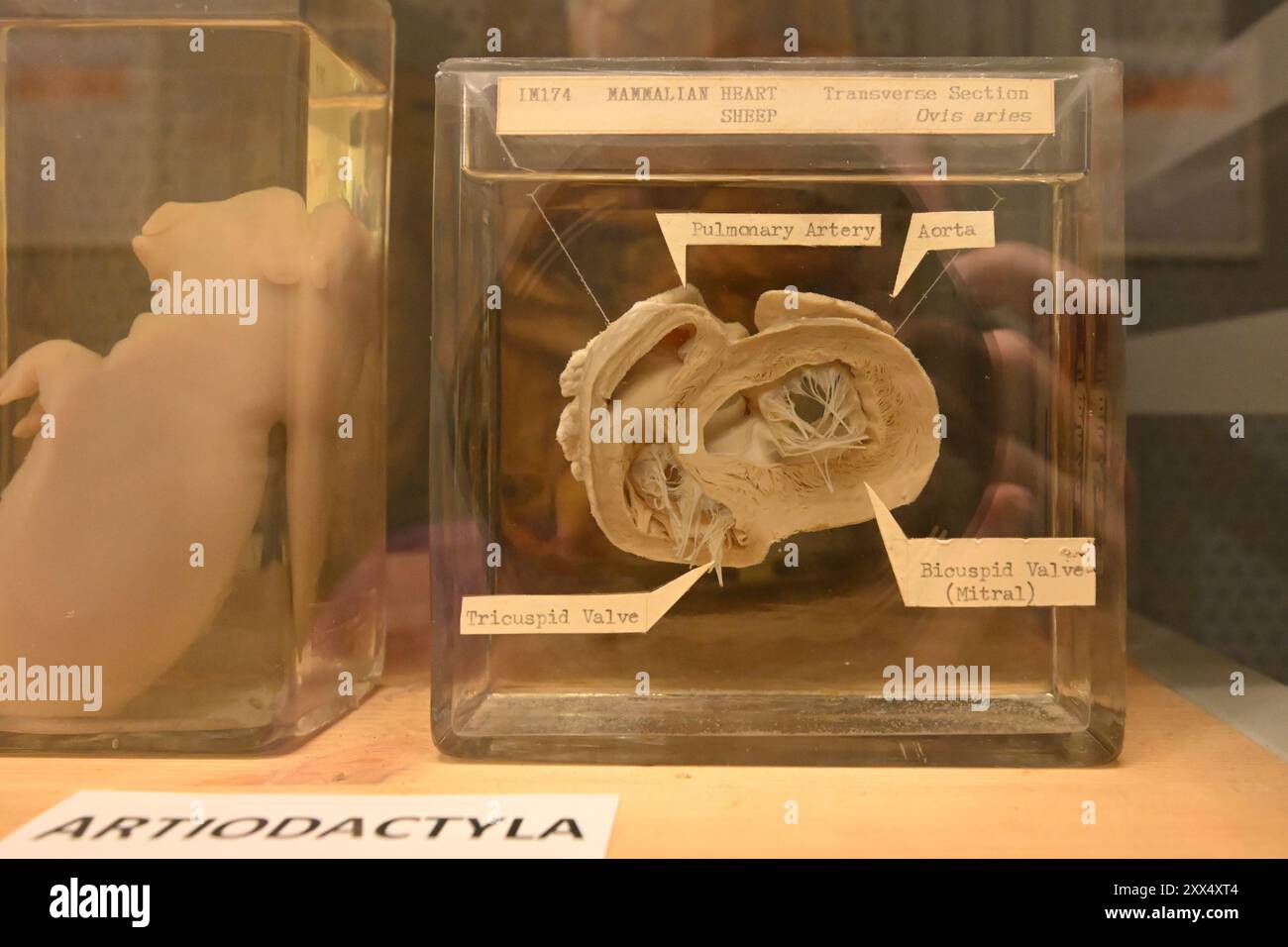 A bisected sheep heart preserved in alcohol at the Spirit Collection in ...
