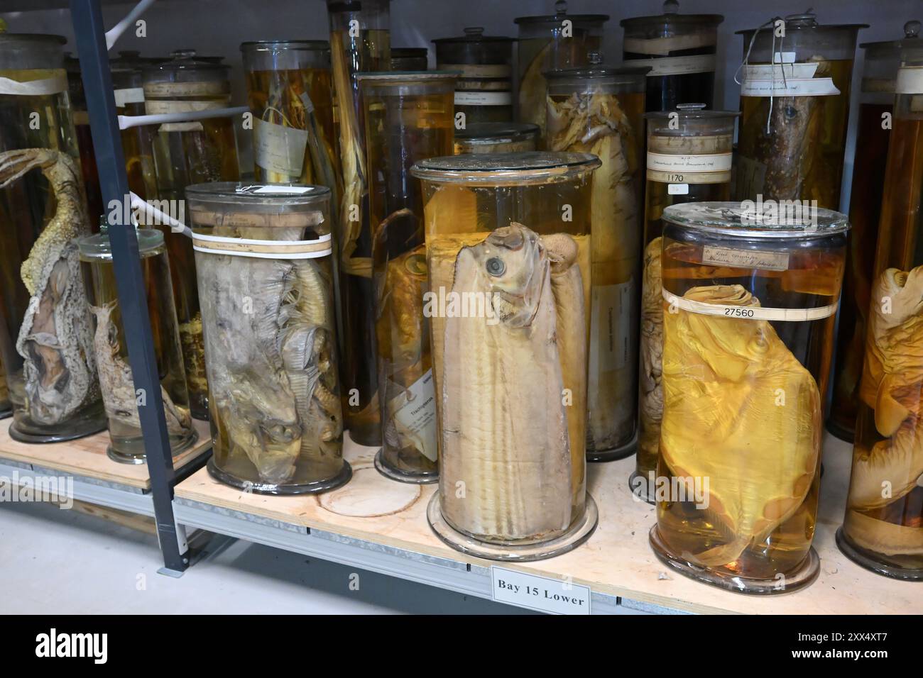 Larger preserved specimens in the Tank Room in the Spirit Collection at ...