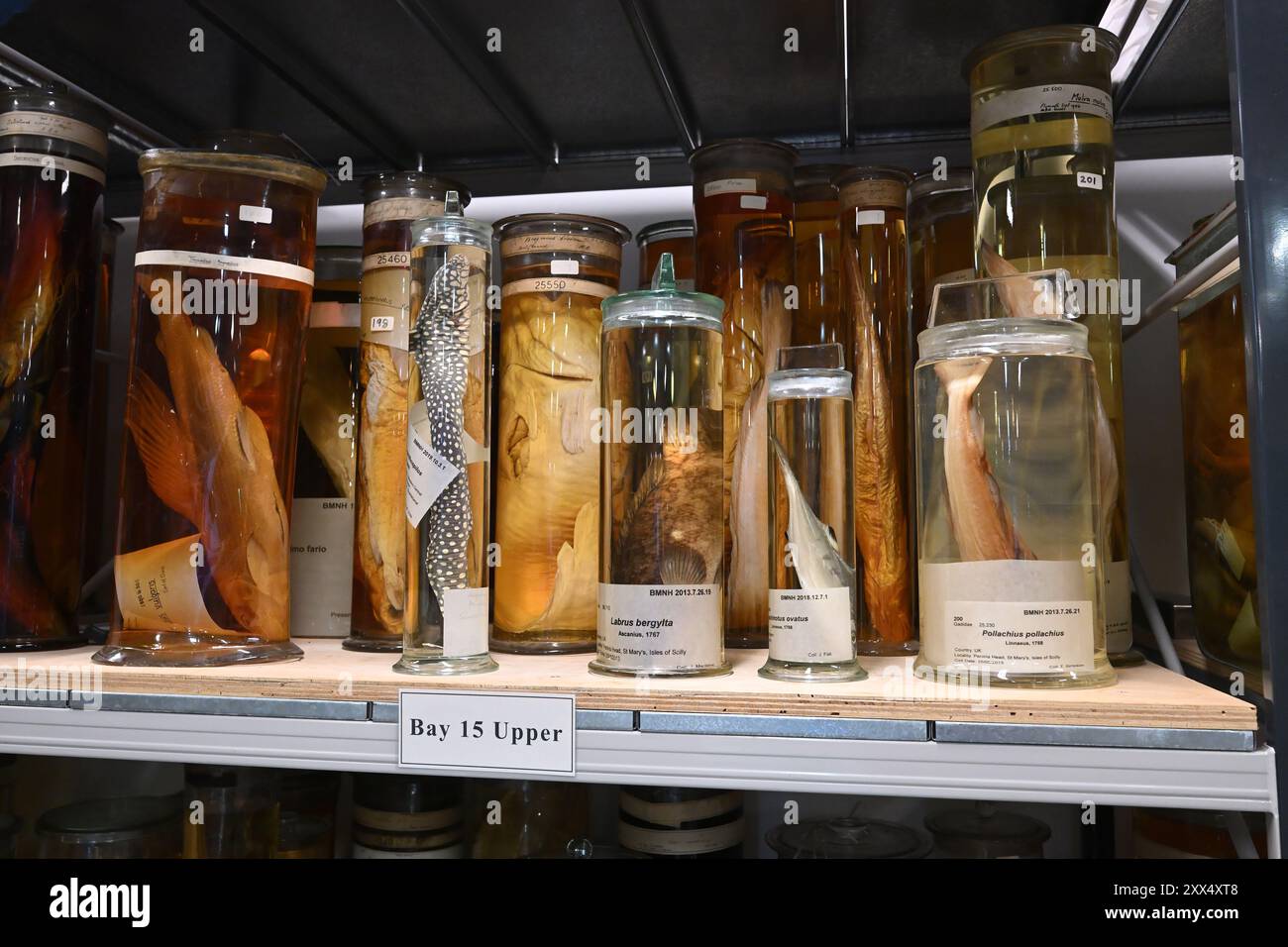 Larger preserved specimens in the Tank Room in the Spirit Collection at ...