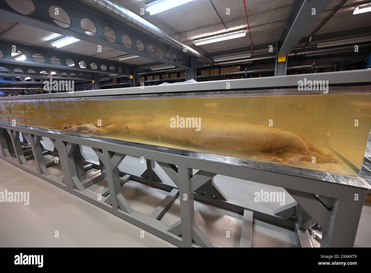 Archie the Giant Squid preserved in the Spirit Collection at The ...