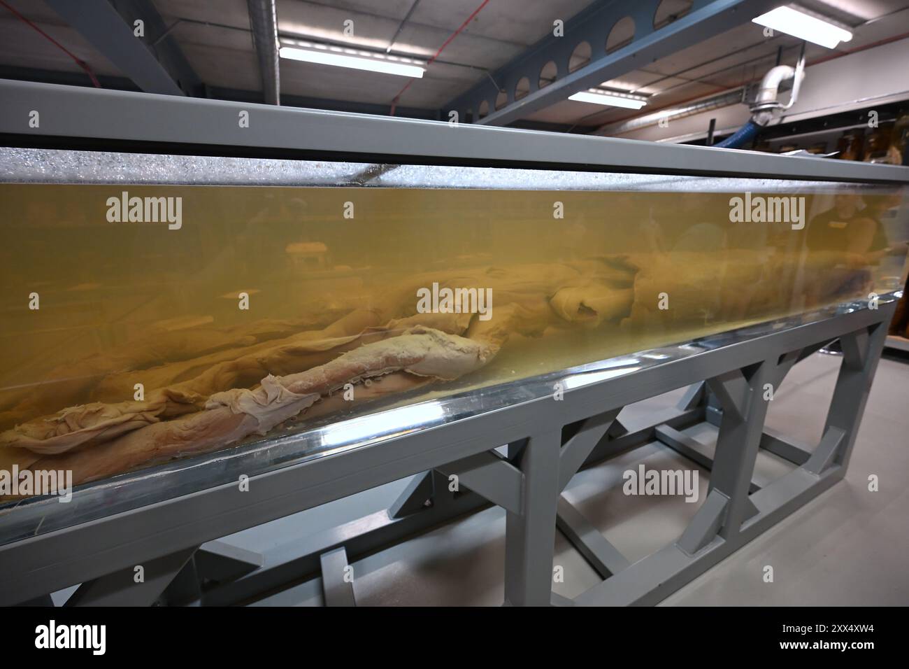 Archie the Giant Squid preserved in the Spirit Collection at The ...