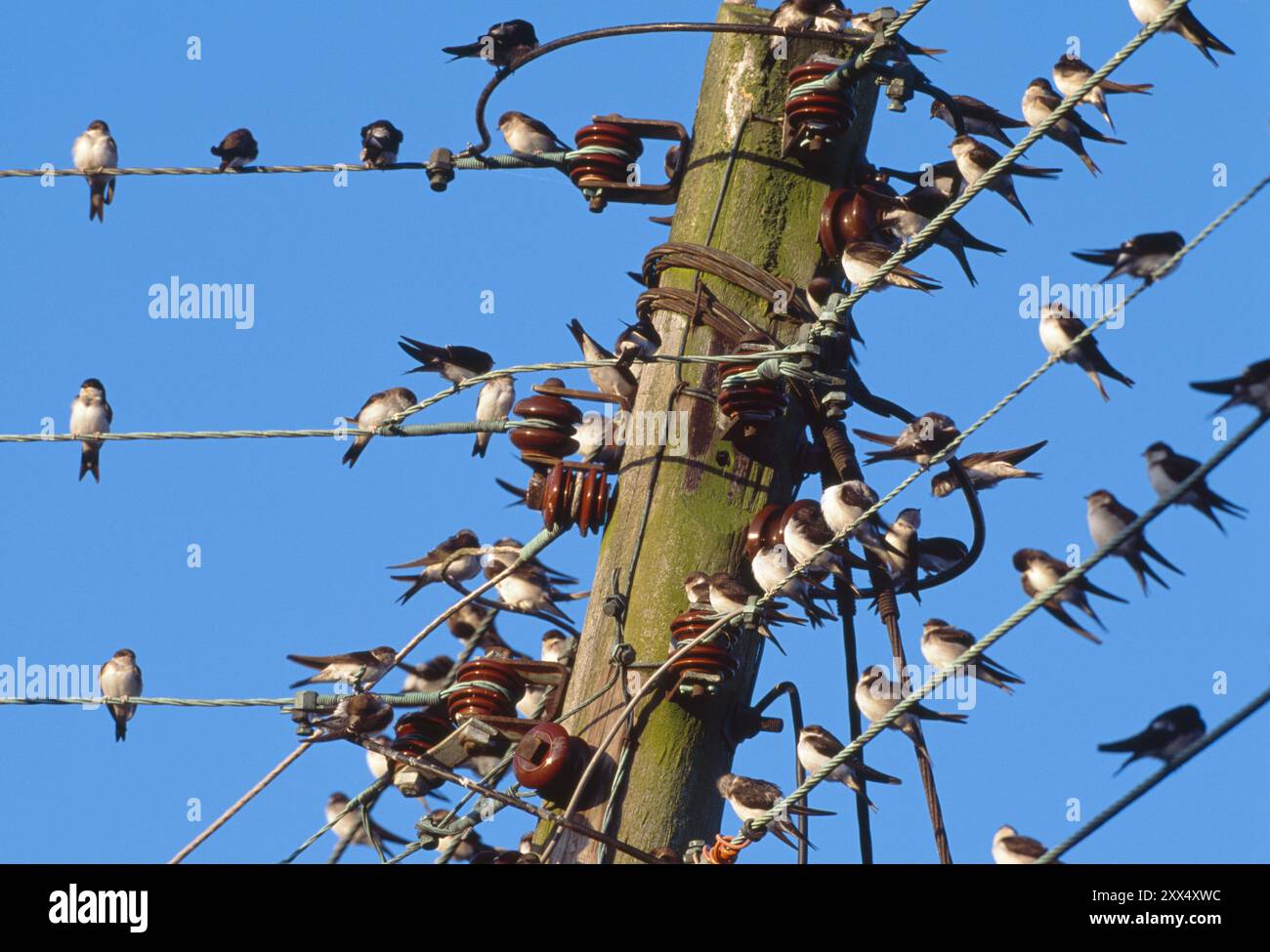 Martins on wires uk hi-res stock photography and images - Alamy