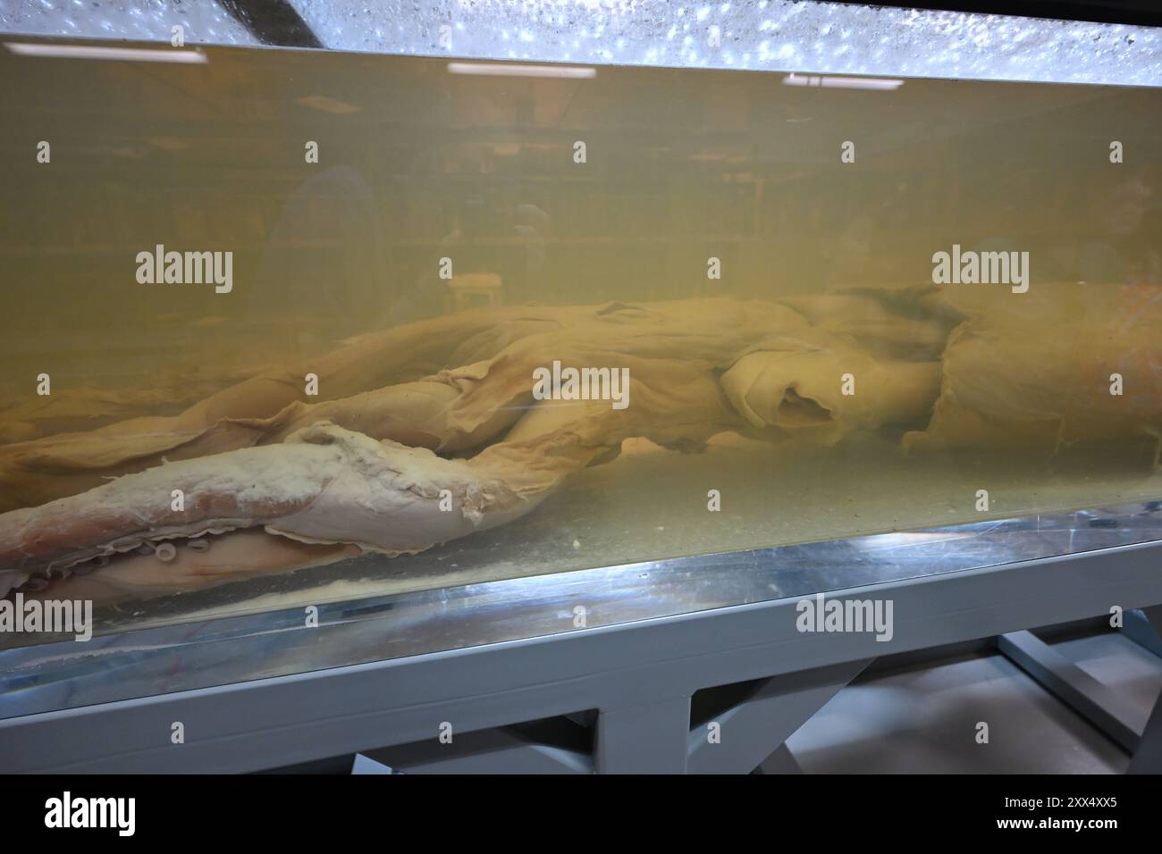 Archie the Giant Squid preserved in the Spirit Collection at The ...