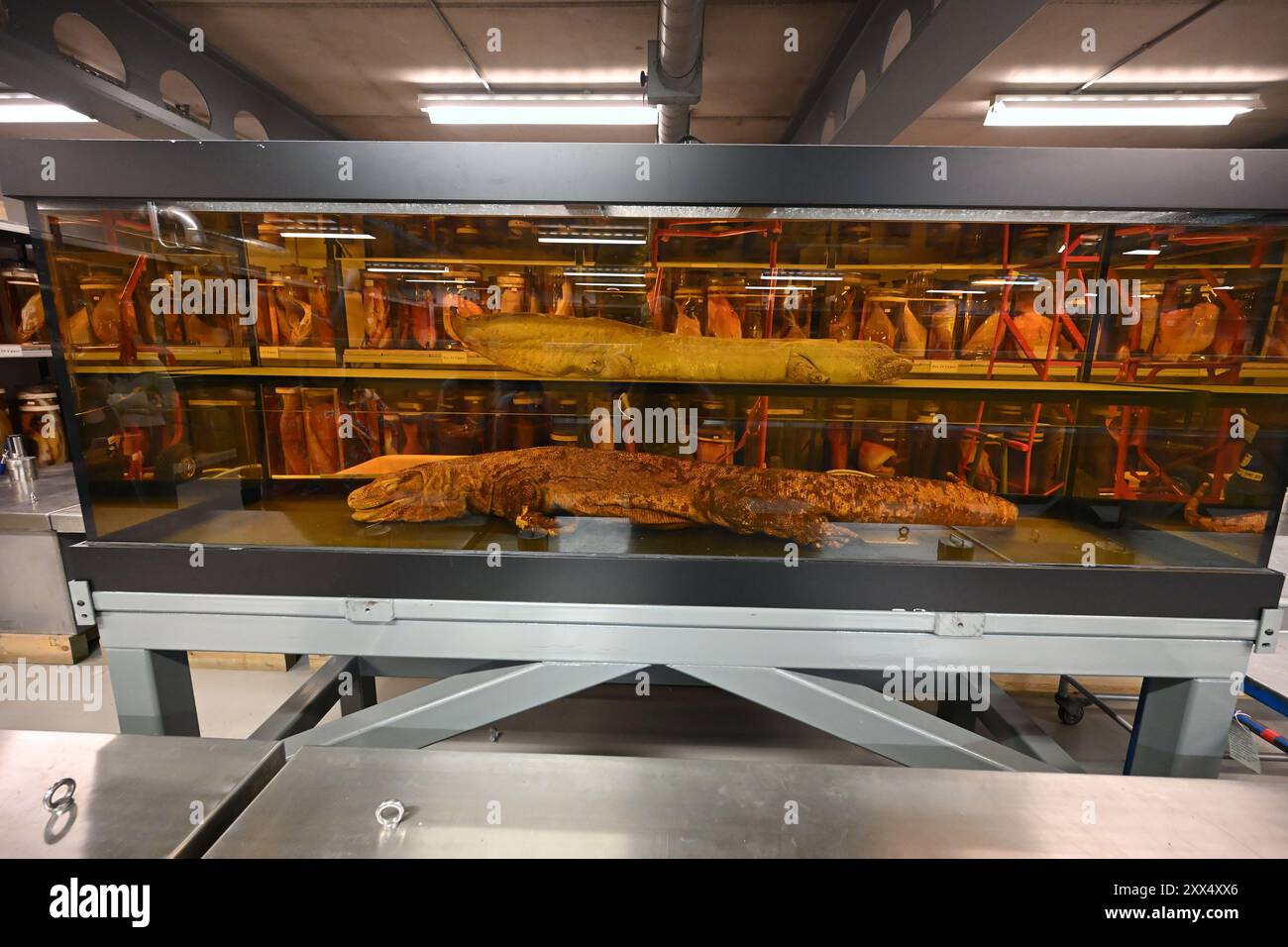 A Komodo Dragon from London Zoo now preserved at the Spirit Collection ...