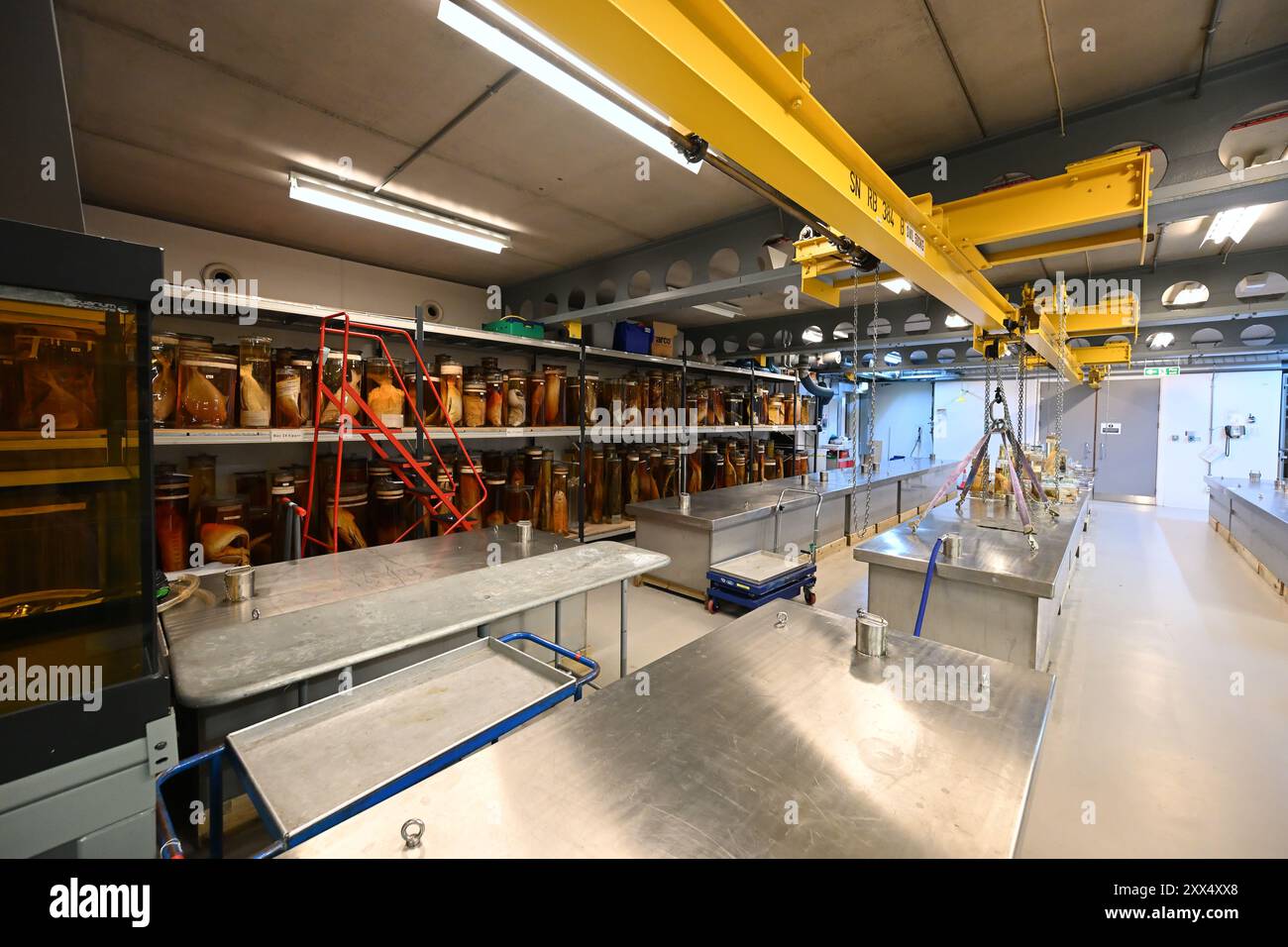 Larger preserved specimens in the Tank Room in the Spirit Collection at ...