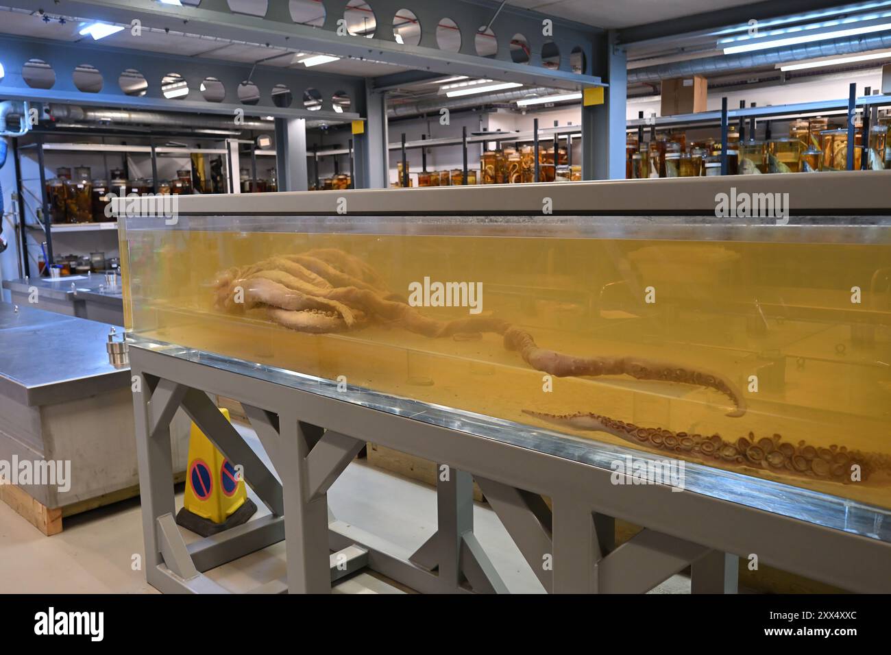 Part of a Colossal Squid in the spirit collection at the Natural ...