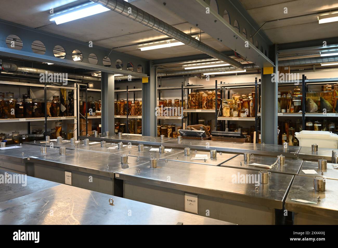 Larger preserved specimens in the Tank Room in the Spirit Collection at ...