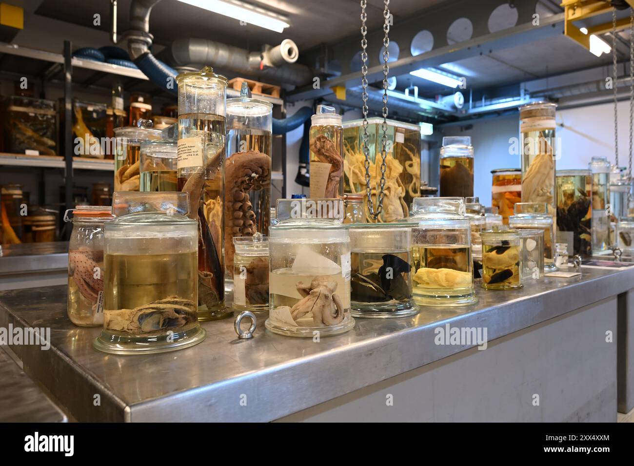 Various preserved specimens. At the front is the small Common Octopus ...