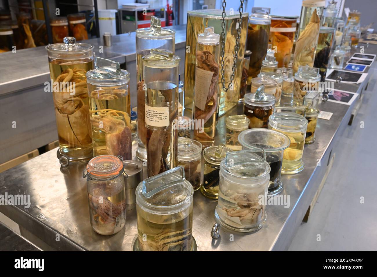 Various specimens preserved in alcohol in the Tank Room at the Spirit ...