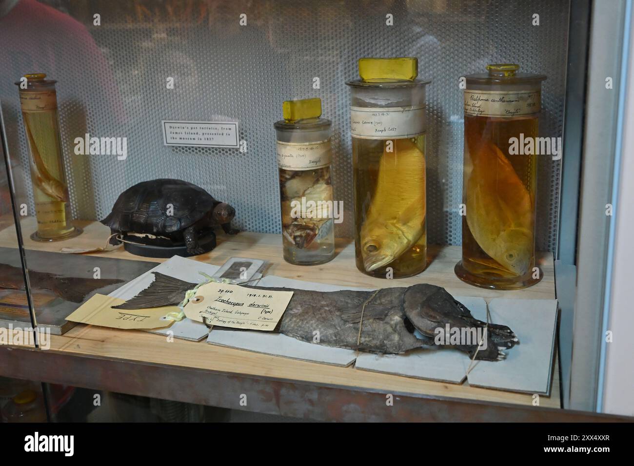 Specimens collected by Charles Darwin on HMS Beagle - yellow topped are ...