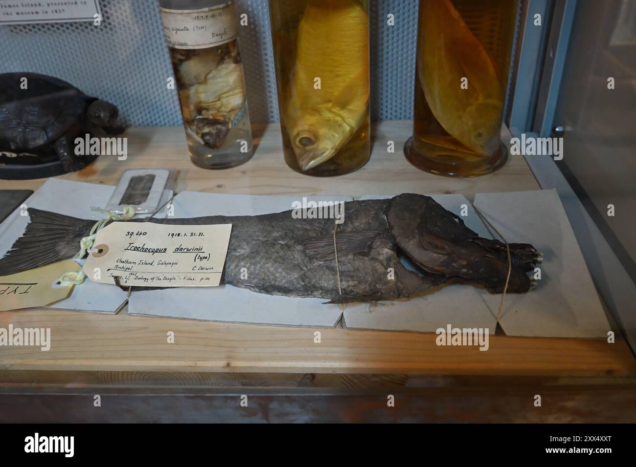 Specimens collected by Charles Darwin on HMS Beagle - yellow topped are ...