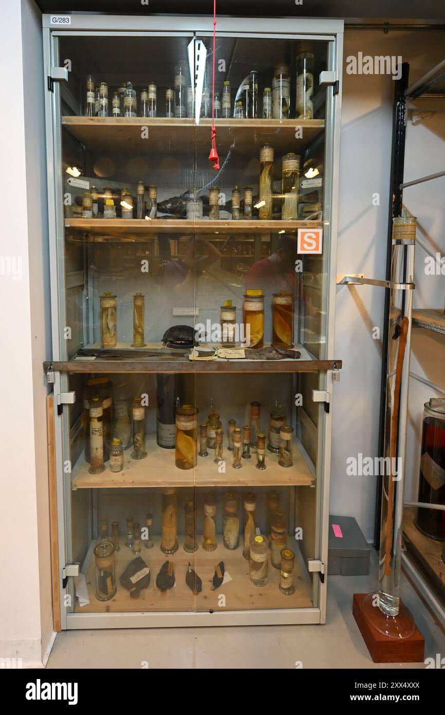 Specimens collected by Charles Darwin on HMS Beagle - yellow topped are ...