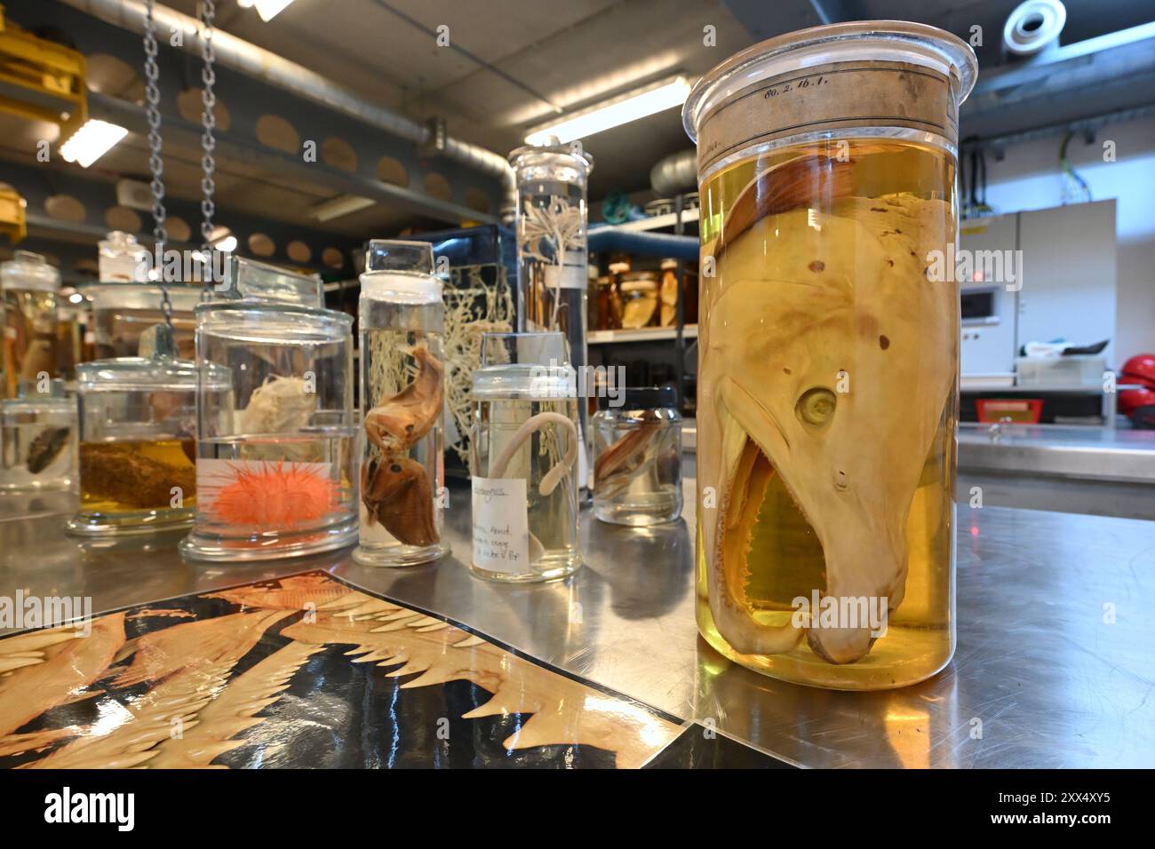Various specimens preserved in alcohol in the Tank Room at the Spirit ...