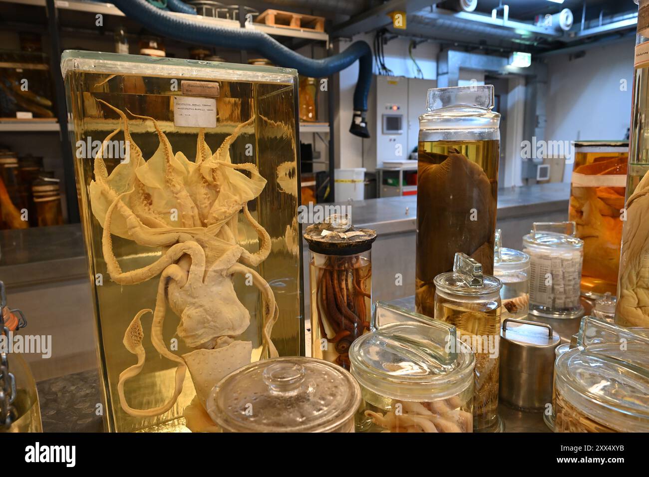 Various specimens preserved in alcohol in the Tank Room at the Spirit ...