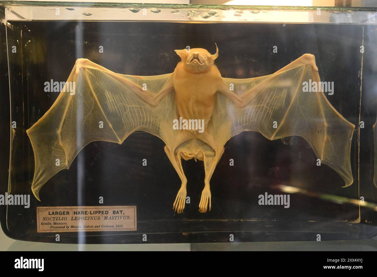 A Greater Bulldog Bat (Noctilio leporinus mastivus) preserved in ...