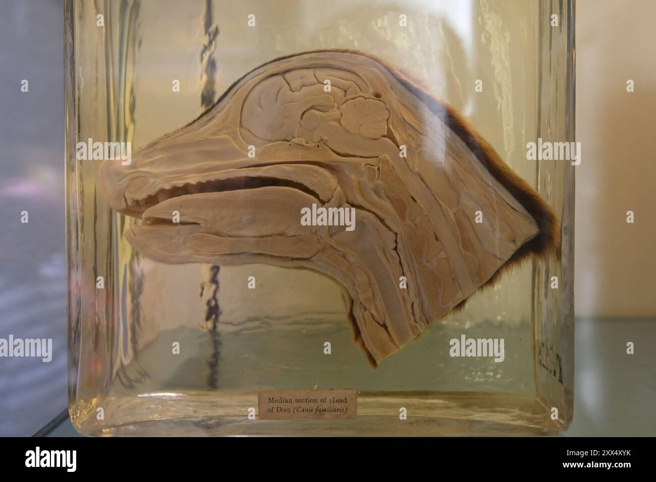 A bisected dogs head preserved in alcohol at The Natural History Museum ...