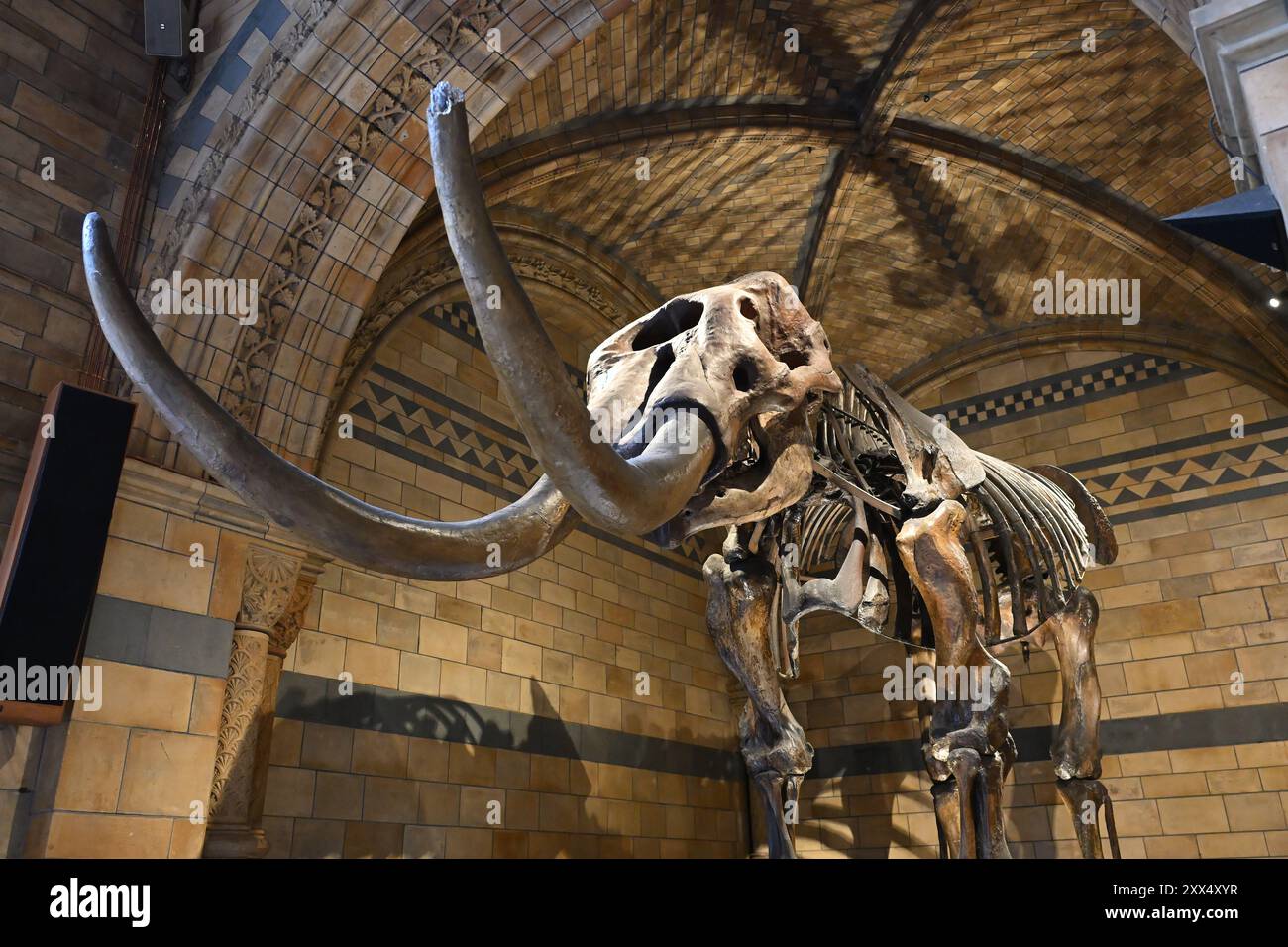 An American mastodon skeleton in the Hintze Hall of The Natural History ...