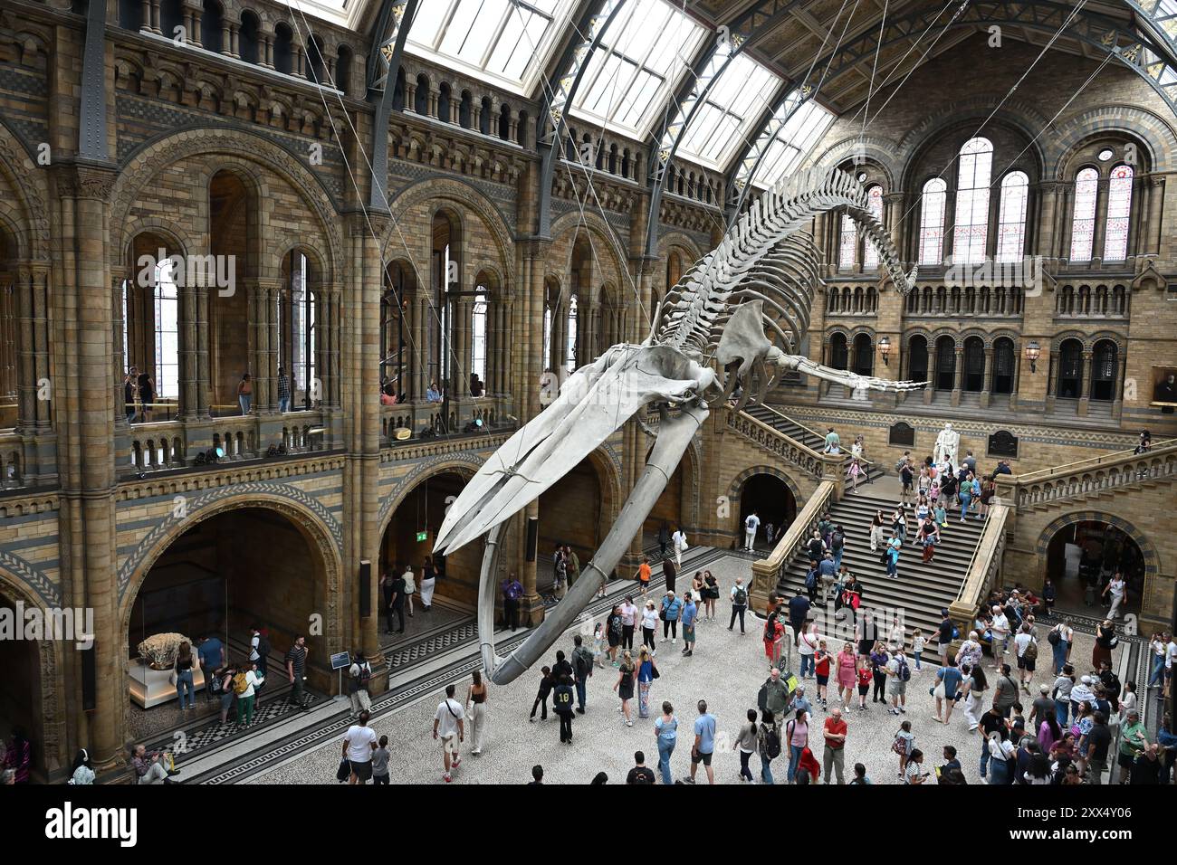 Hope - the skeleton of a juvenile female Blue Whale suspended in the ...