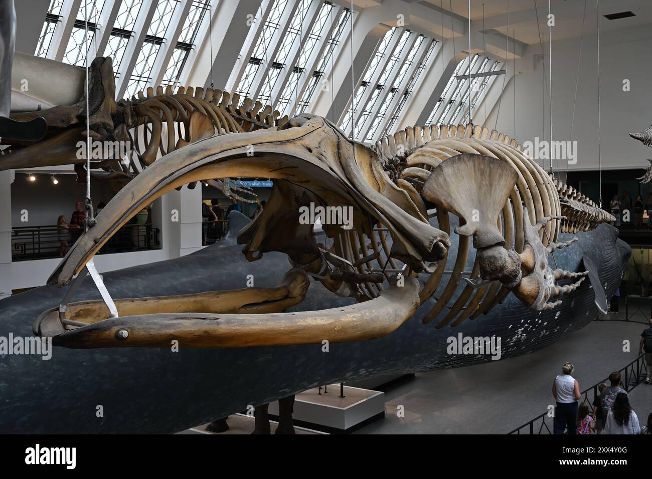 Bowhead Whale Skeleton Sei Whale Vs. Bowhead Whale: What's The