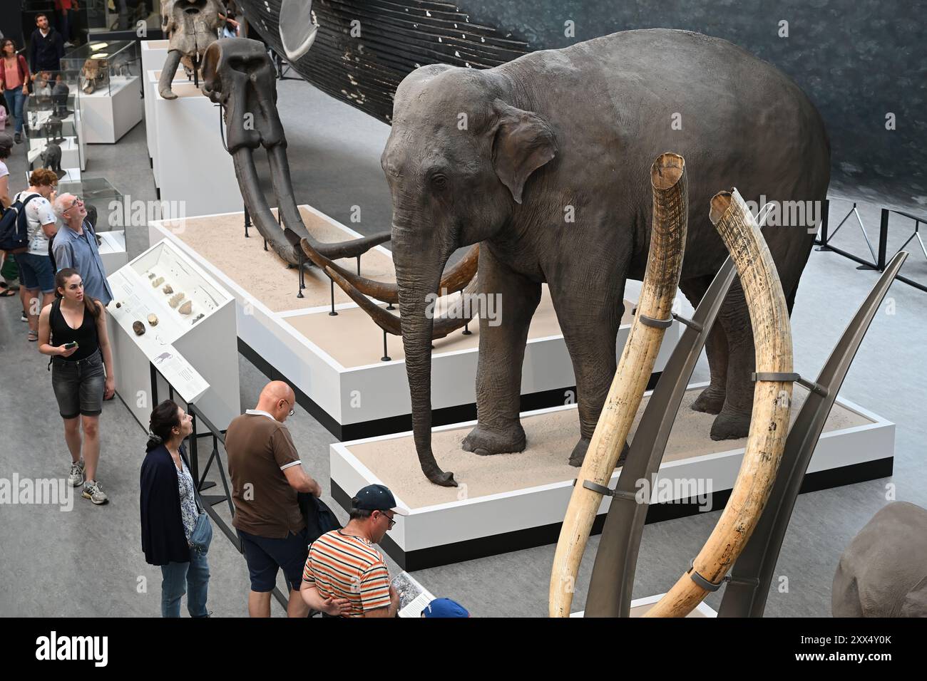 Tourists looking at a model of an Elephant in the mammals gallery of ...