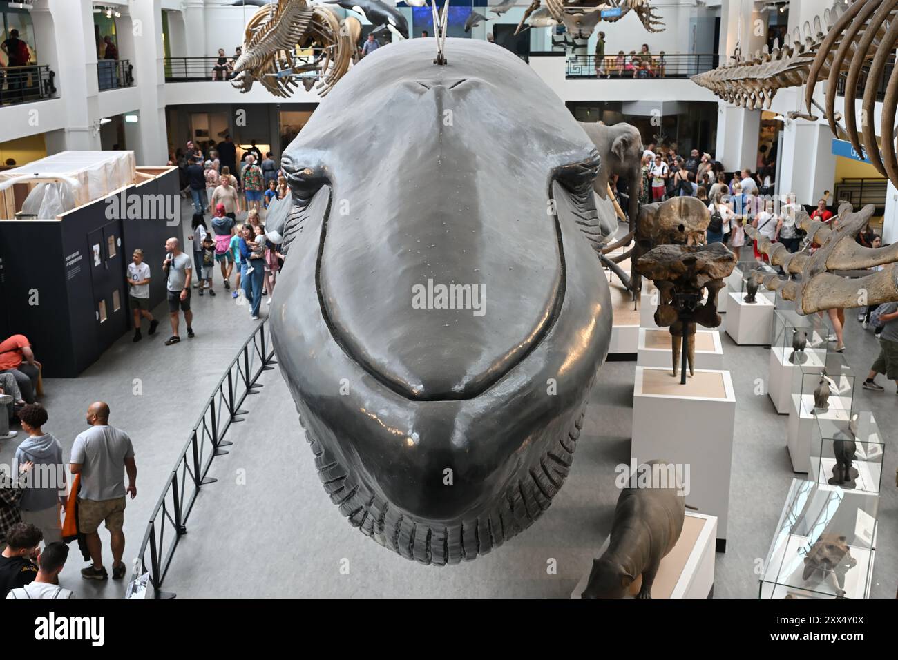 A model of a Blue Whale suspended in the Mammals gallery of The Natural ...