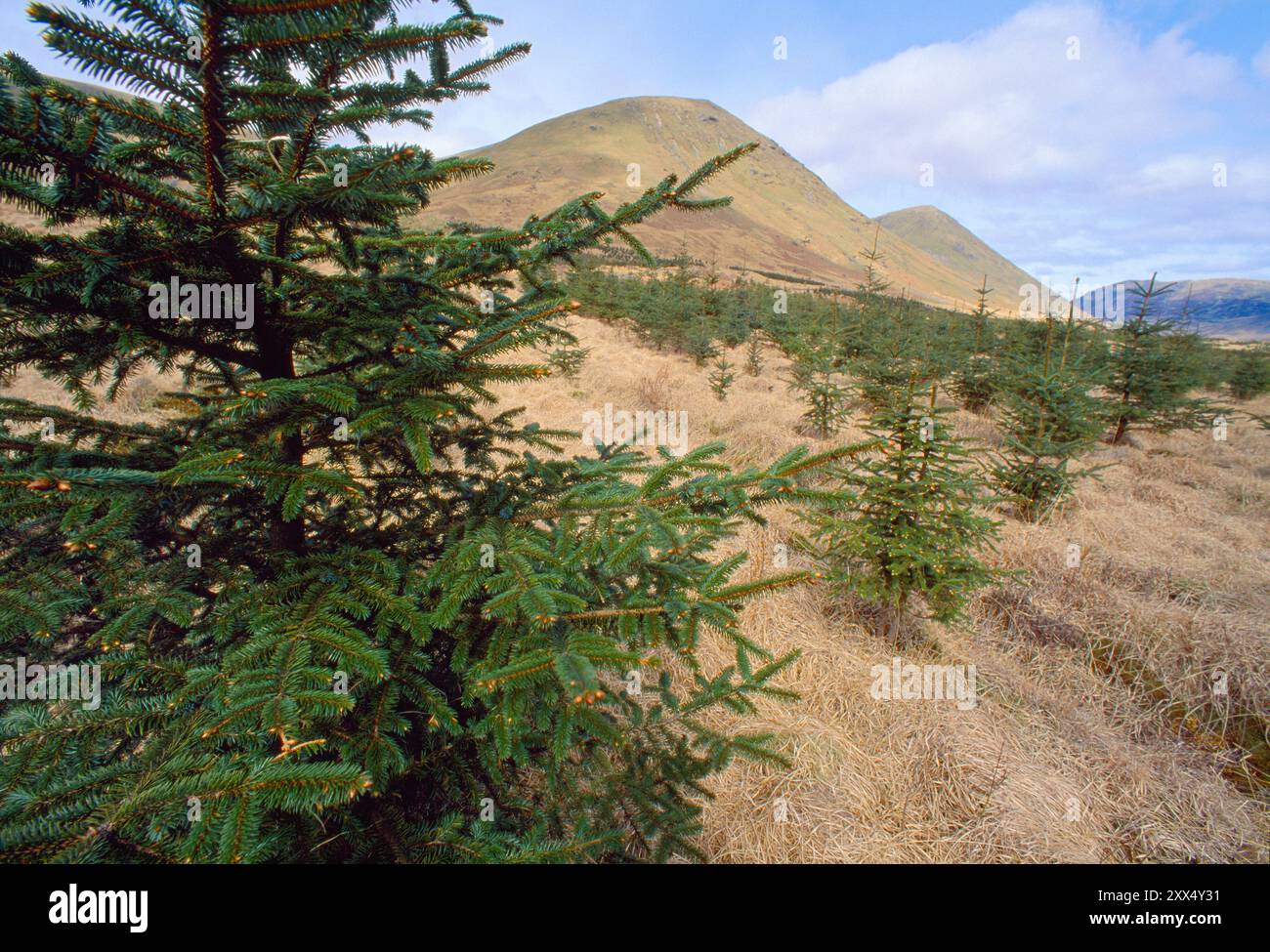 Newly planted sitka spruce plantation in Glen More on the Isle of Mull ...