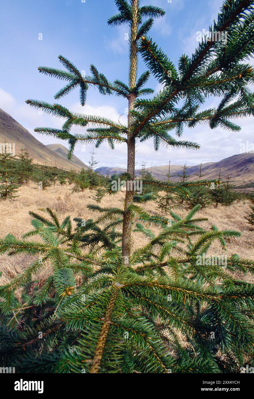 Campbell plantation hi-res stock photography and images - Alamy