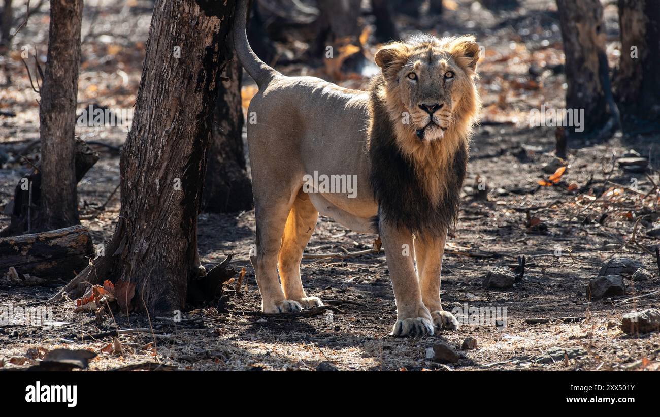 Beautiful Asiatic Lion.Asiatic Lion is a critically endangered ...