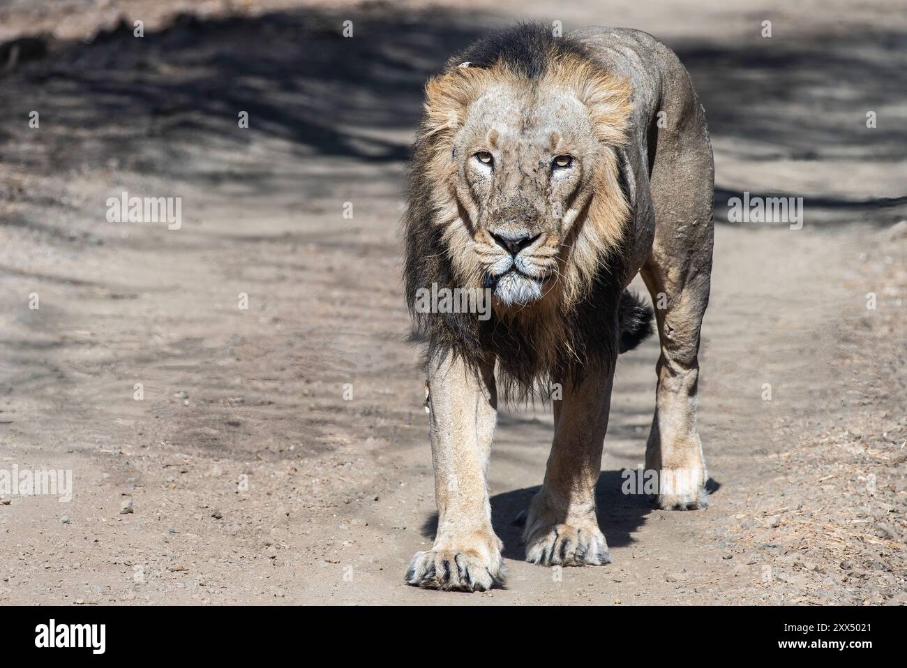 Beautiful Asiatic Lion.Asiatic Lion is a critically endangered ...