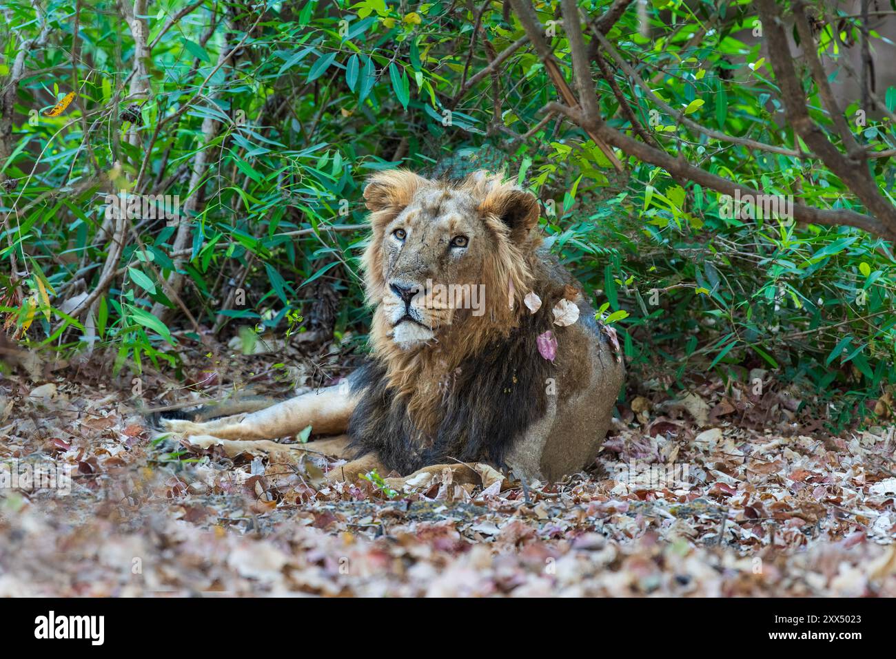 Portrait of a Lion.Asiatic Lion is a critically endangered subspecies ...