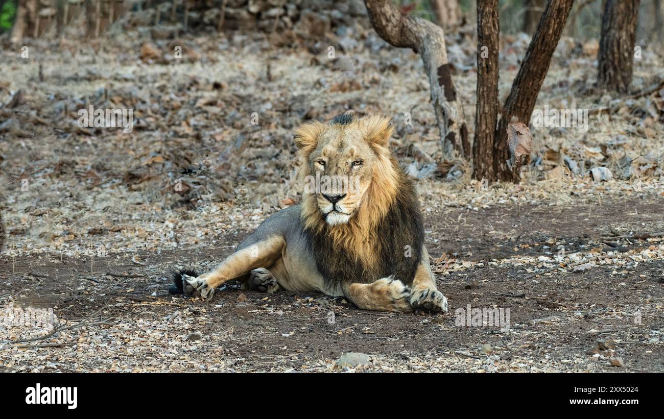 Portrait of a lion.asiatic Lion.Asiatic Lion is a critically endangered ...