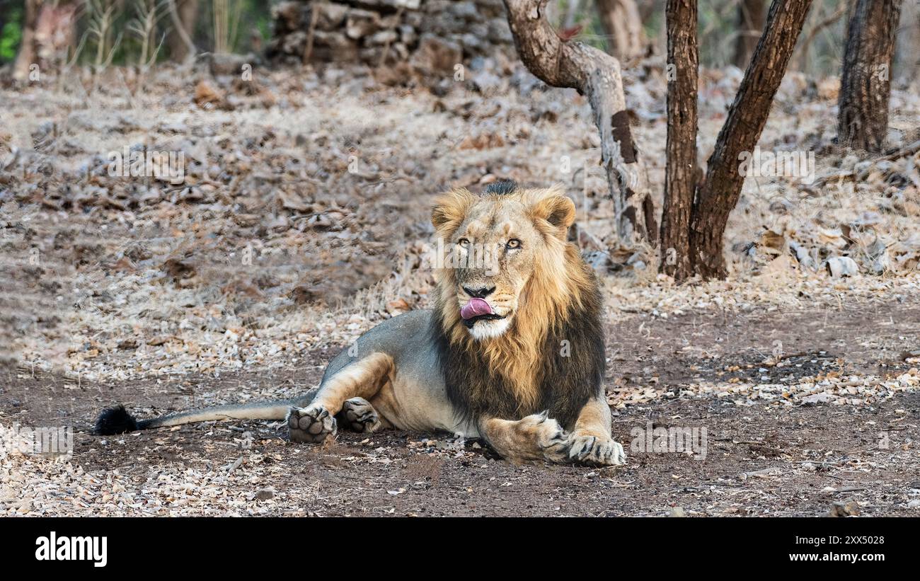 Beautiful asiatic Lion.Asiatic Lion is a critically endangered ...