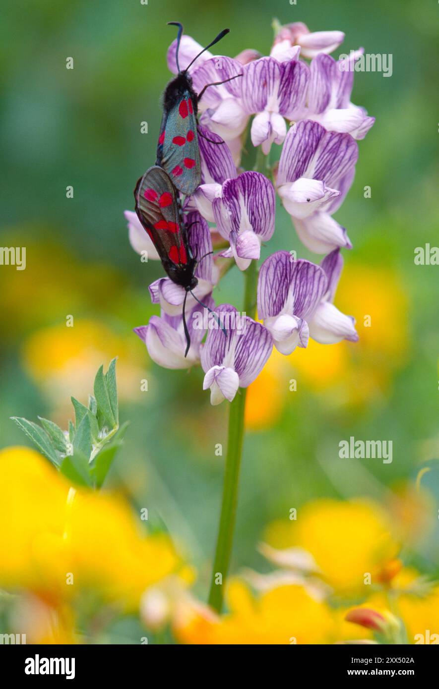 Six-Spot Burnet Moth (Zygaena filipendulae) mating pair on wood vetch ...