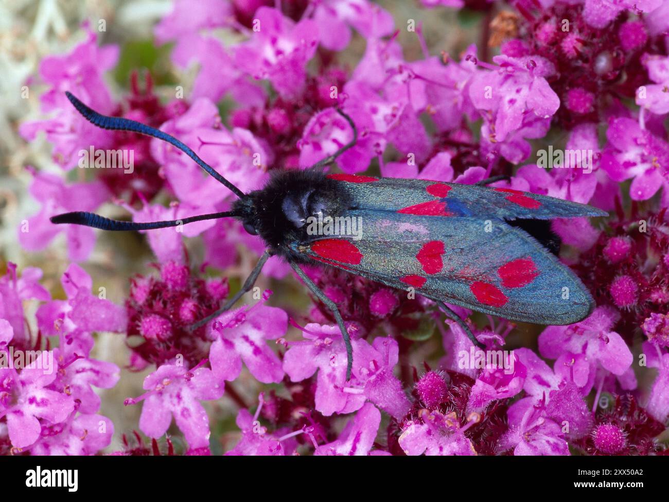 Six-Spot Burnet Moth (Zygaena filipendulae) photographed nectaring on ...