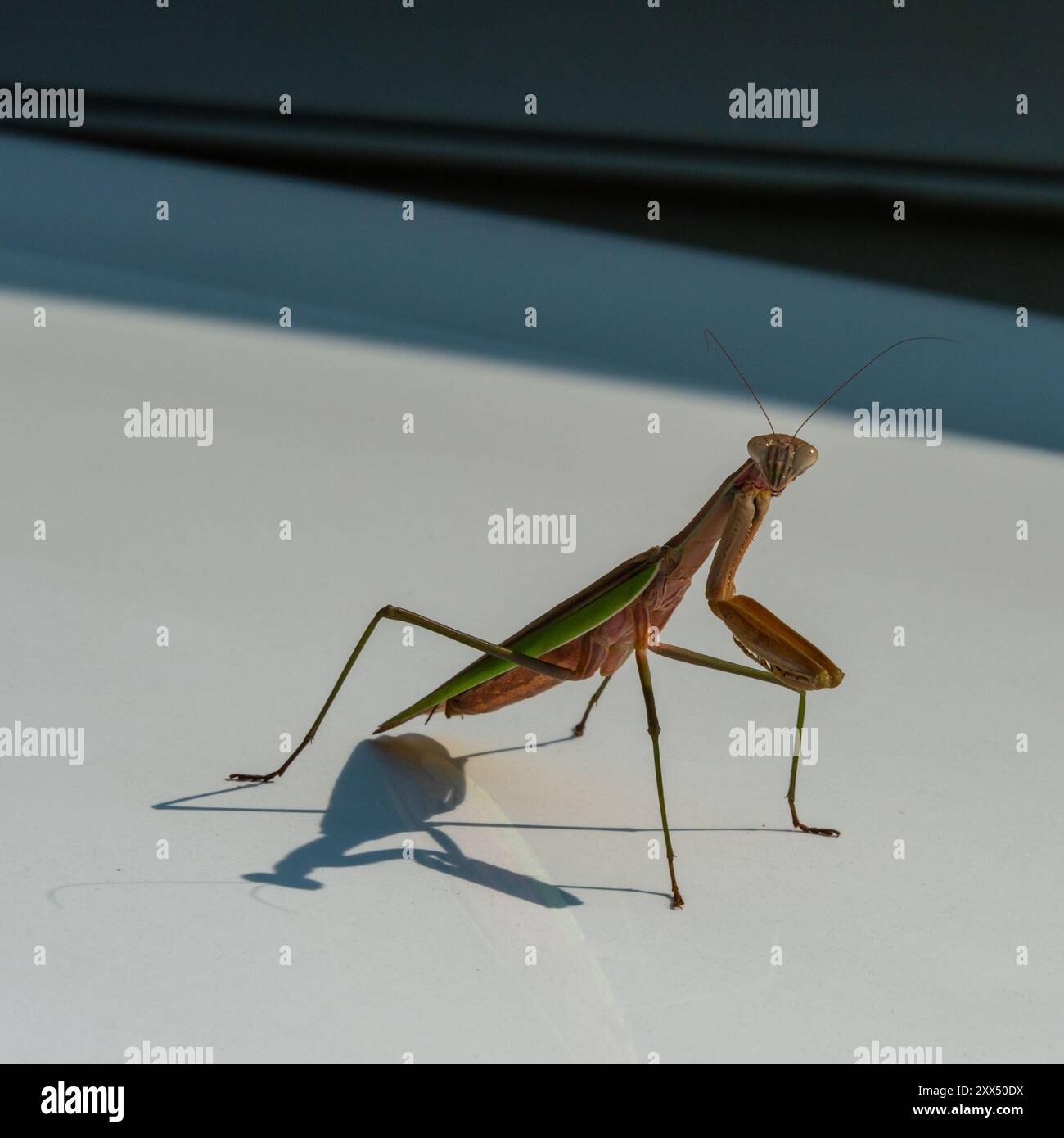 A praying mantis casts a shadow on the hood of a white car Stock Photo ...