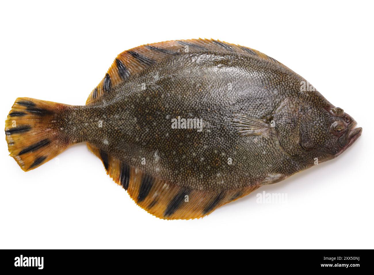 Matsukawagarei hi-res stock photography and images - Alamy