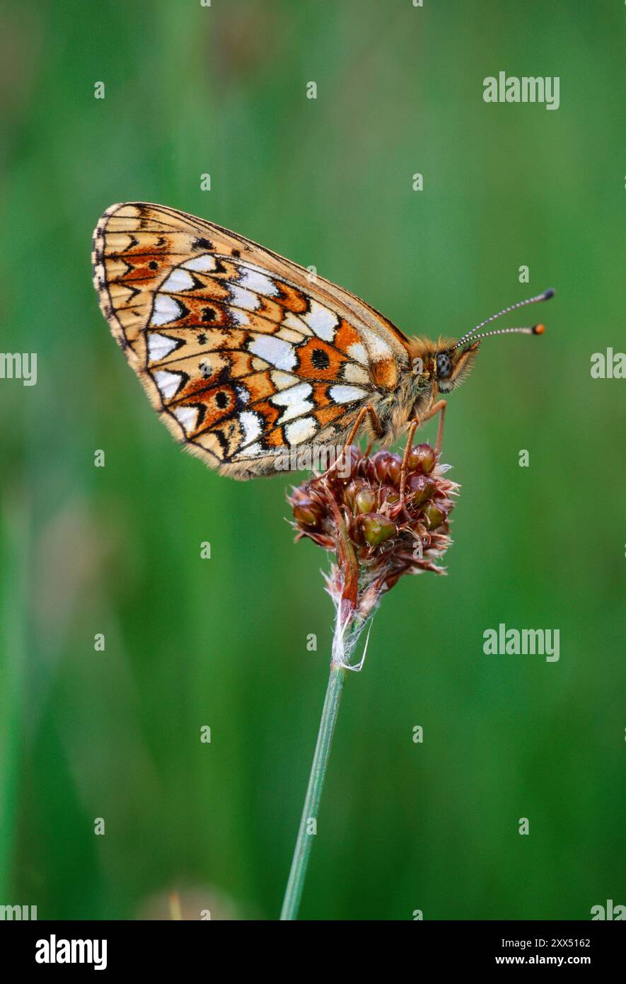 Small Pearl-bordered Frittillary Butterfly (Boloria selene) single ...