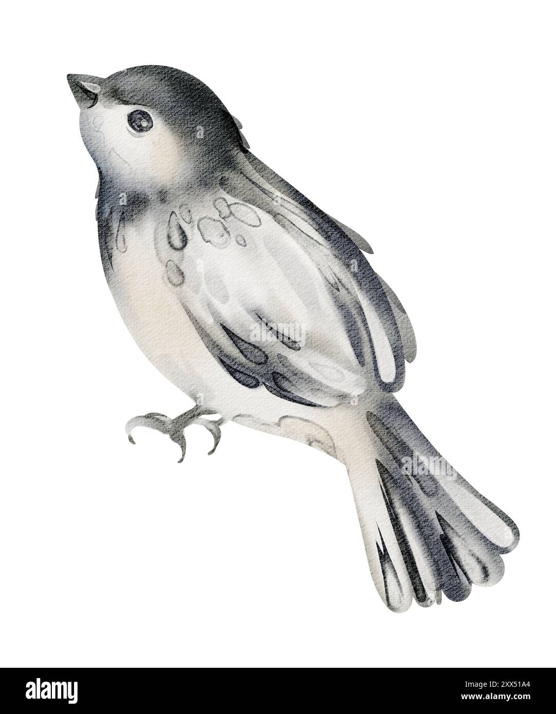 Chickadee Watercolor Illustration oin flight on white isolated ...