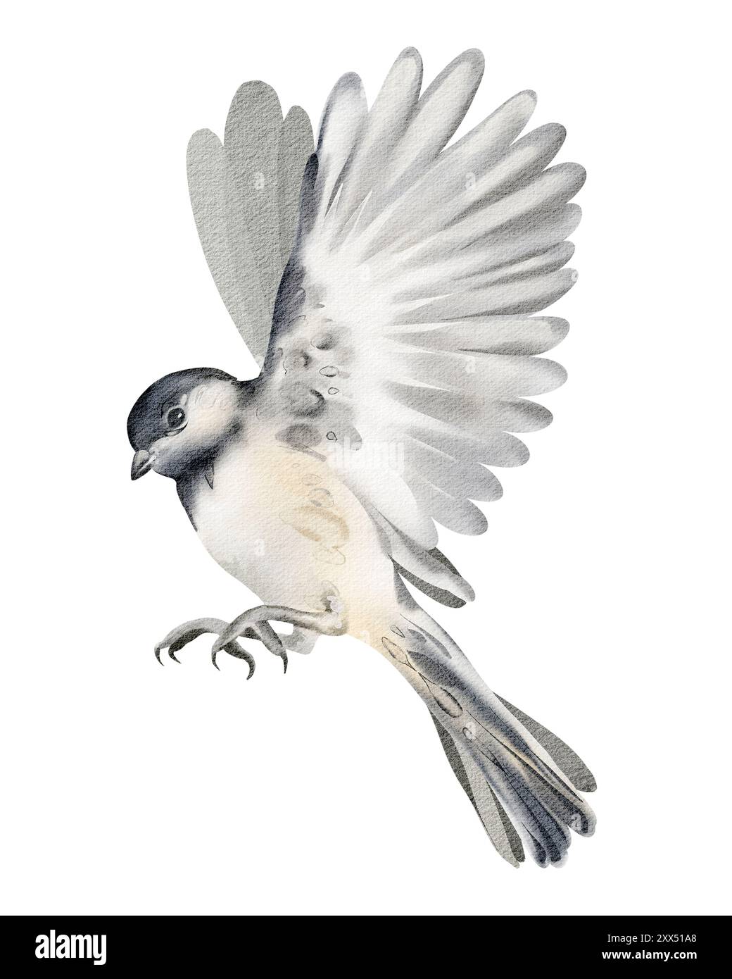Chickadee Watercolor Illustration oin flight on white isolated ...